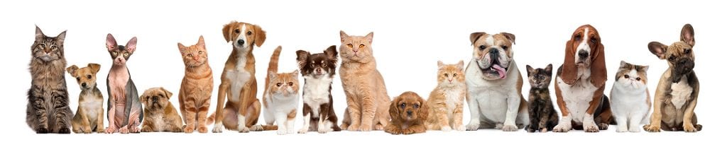 Testimonials | VenturePet
